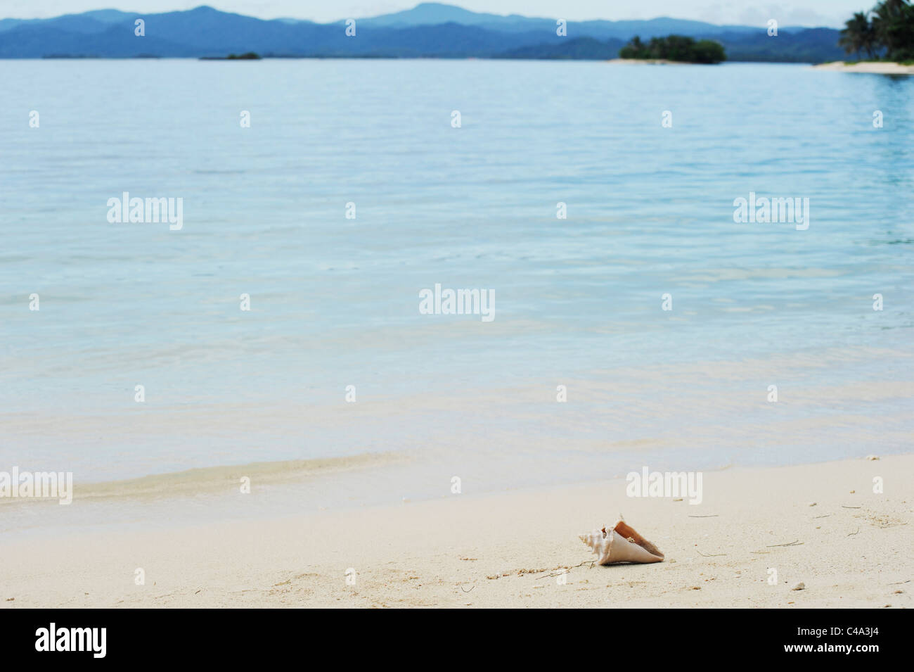 View of a Conch shell washed up on the shore, Isla Iguana, one of the ...