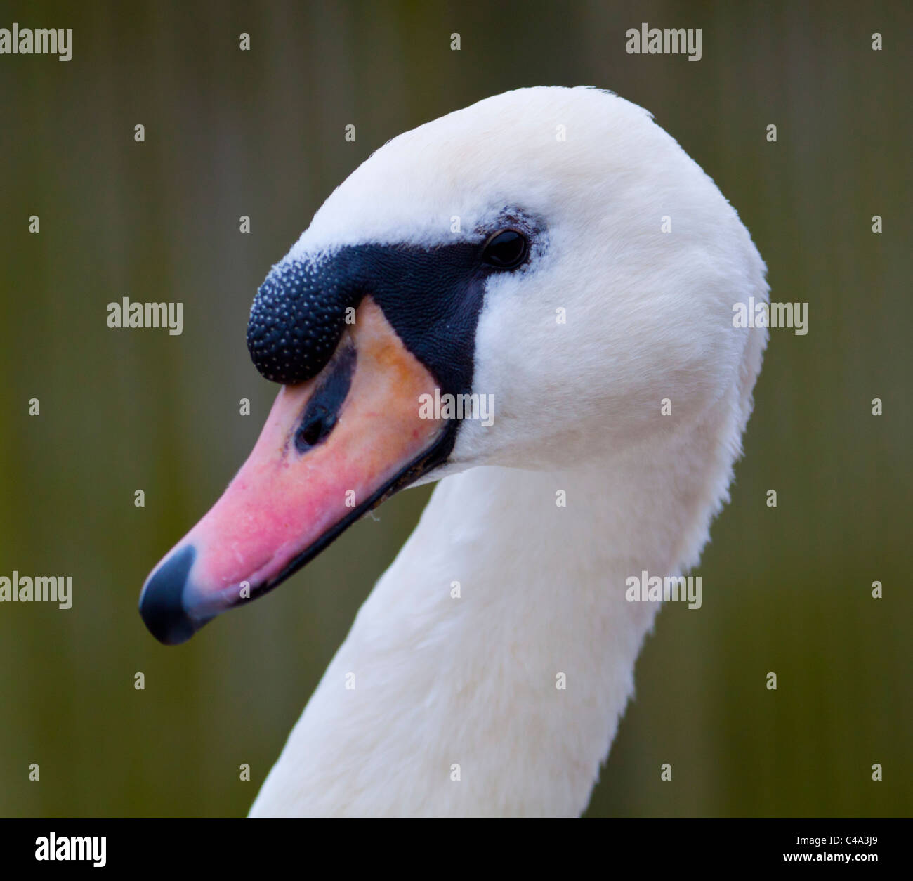 Swan head hi-res stock photography and images - Alamy