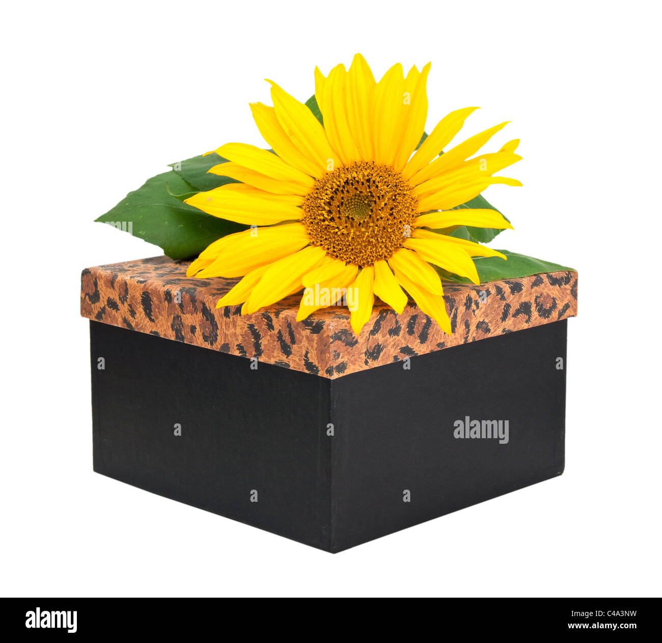 Gift box with flower sunflower isolated on a white background Stock ...