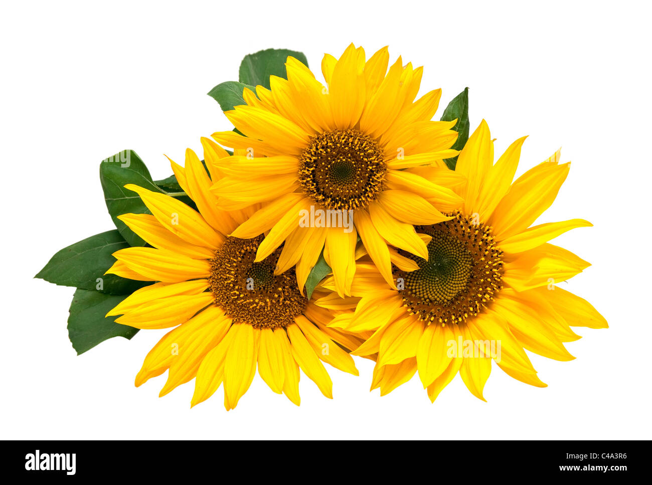 Sunflowers, isolated on a white background Stock Photo - Alamy
