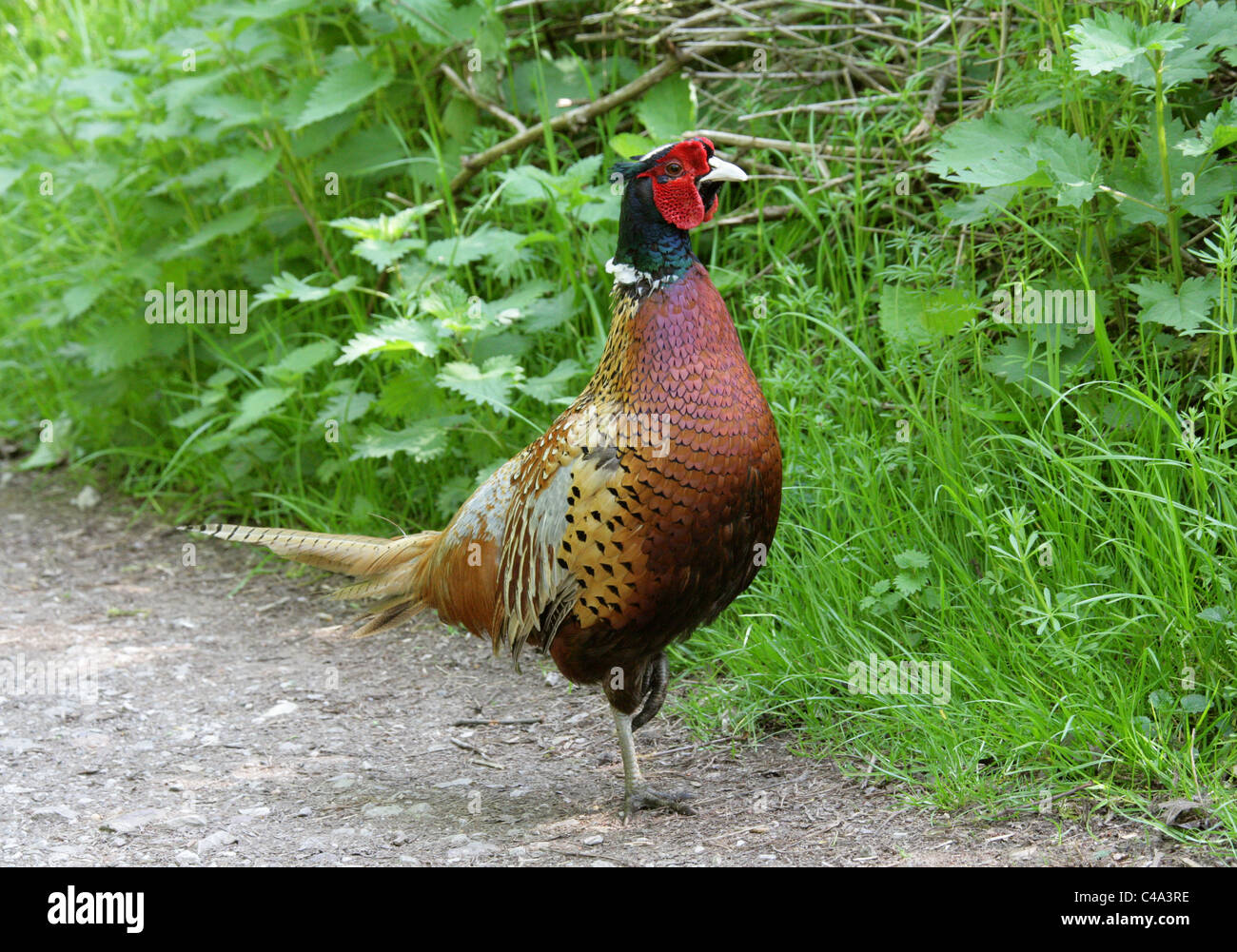 Cock Common Pheasant, Phasianus colchicus, Phasianidae Stock Photo - Alamy