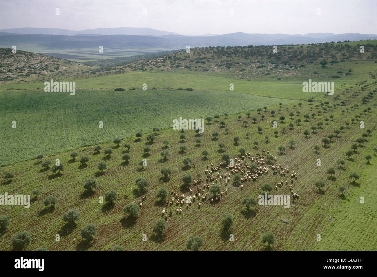Aerial photograph of the agriculture fields of Samaria Stock Photo - Alamy