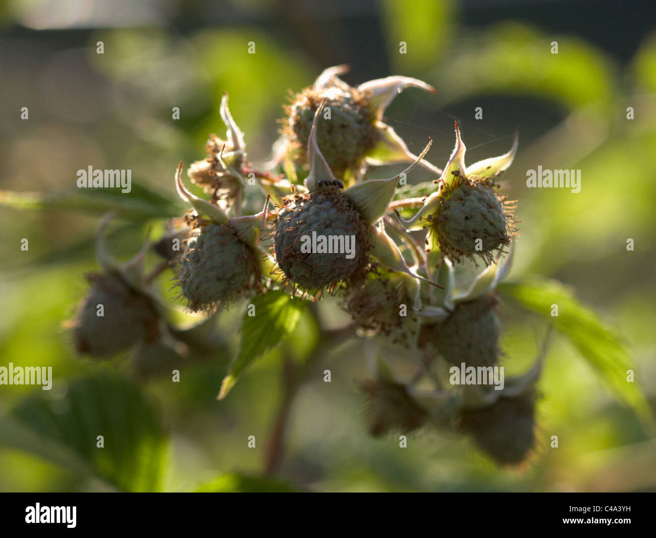 Australian native raspberry hi-res stock photography and images - Alamy