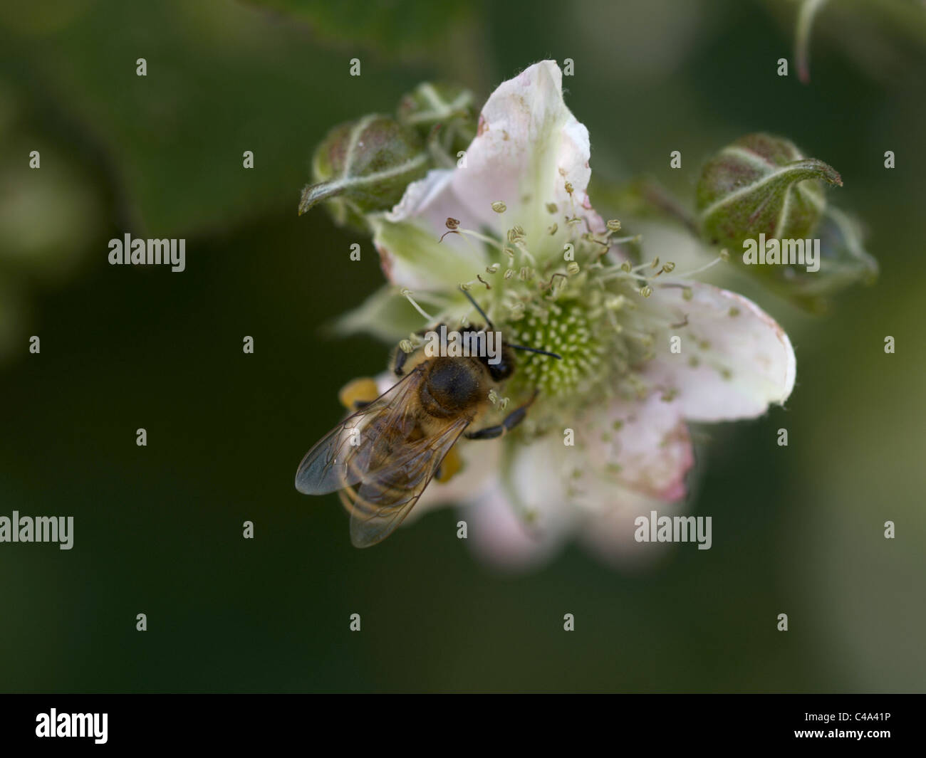 Macro image of a honey bee, collecting pollen on a Raspberry flower ...