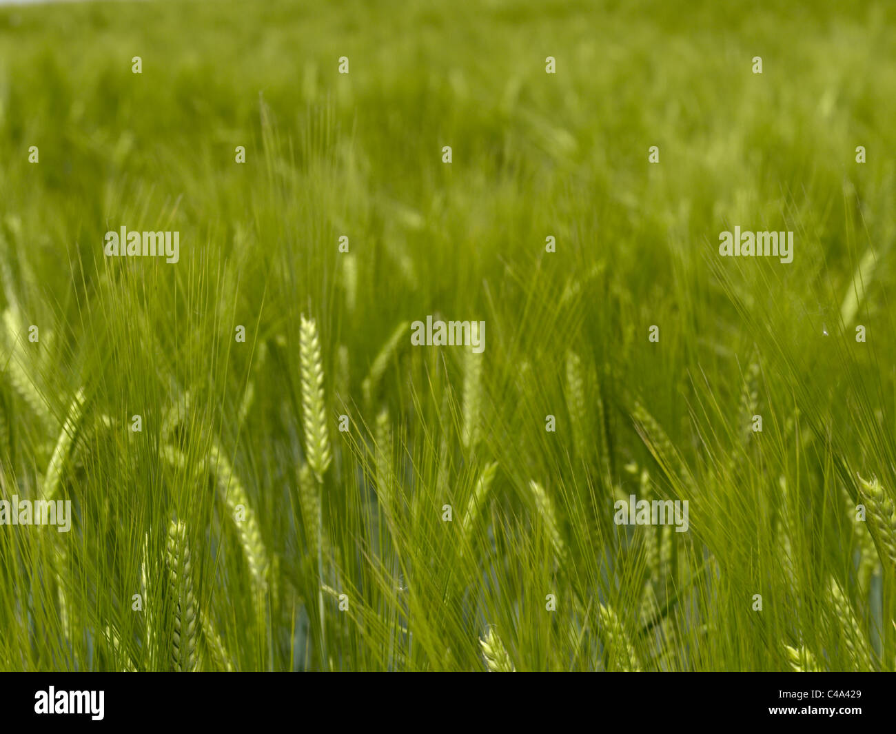 Green wheat field Stock Photo - Alamy