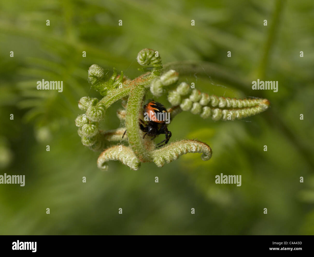 Spider in the fern Stock Photo - Alamy