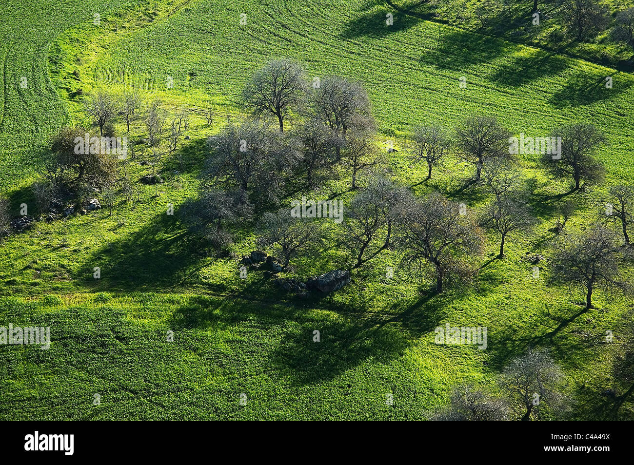 Aerial photograph of a green grove in the Coastal plain Stock Photo - Alamy