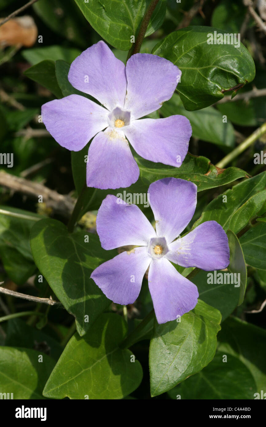 Vinca Plants High Resolution Stock Photography and Images - Alamy