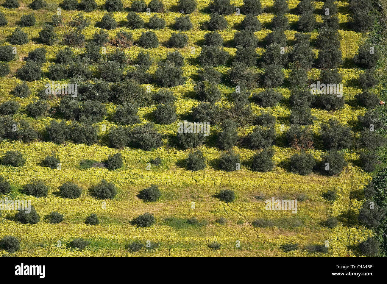 Sharon green hi-res stock photography and images - Alamy