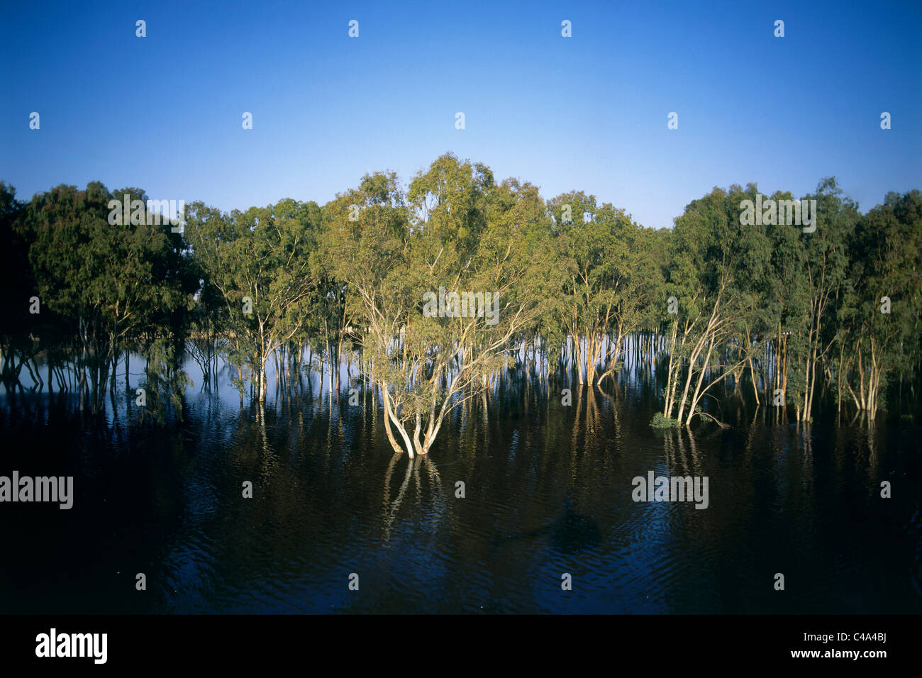 Aerial photograph of a grove in a swamp in the Coastal plain Stock ...