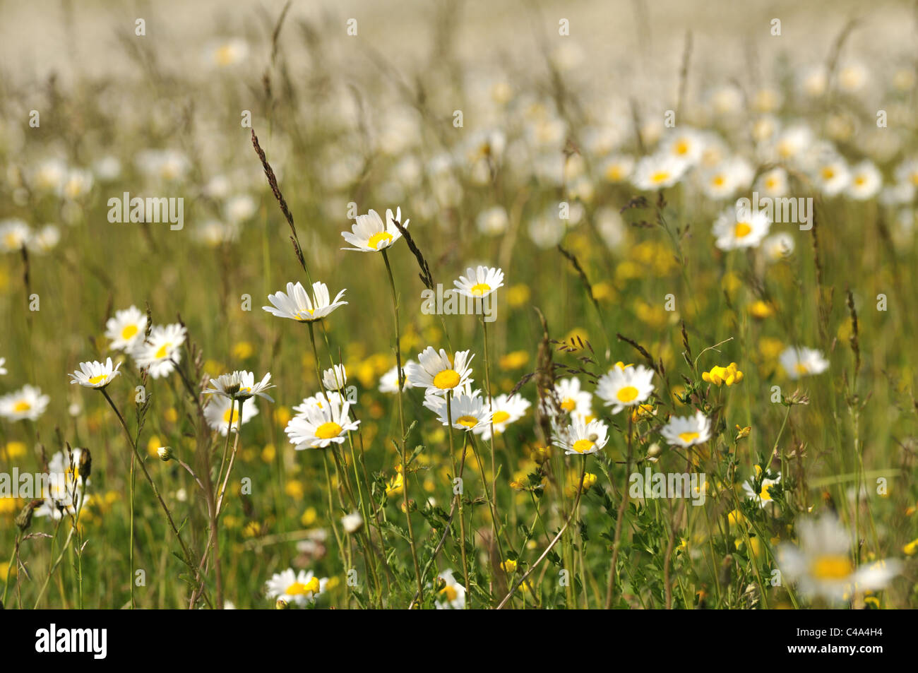Trust flower hi-res stock photography and images - Alamy
