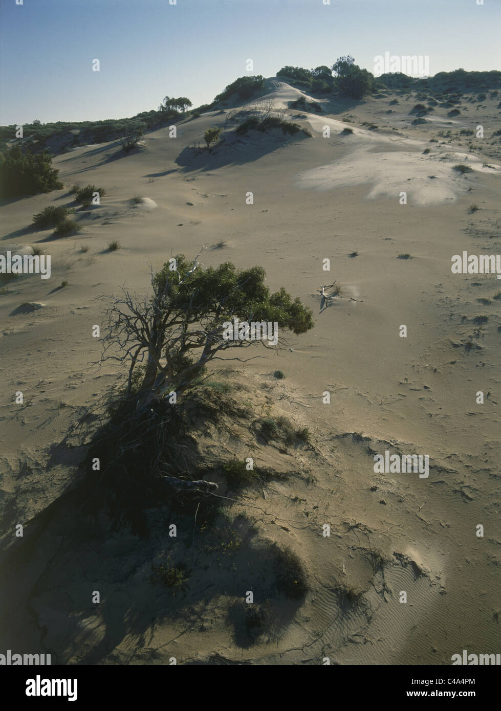 Photograph of the sand dunes on the coast between Caesarea and Hadera ...