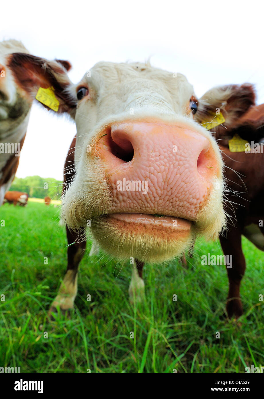Close up and wide angle of an inquisitive cow Stock Photo - Alamy