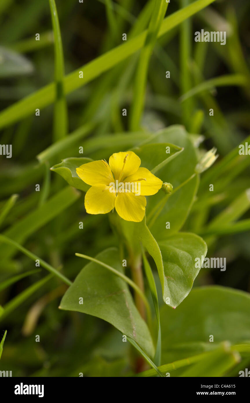 Plant lysimachia nemorum hi-res stock photography and images - Alamy