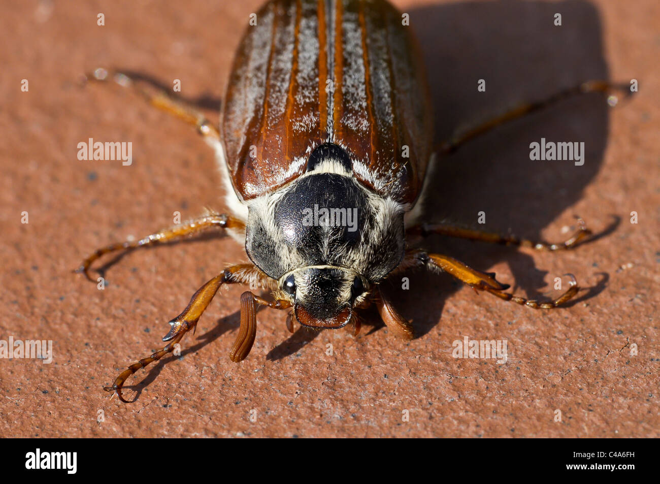 Cockchafer beetle hi-res stock photography and images - Alamy