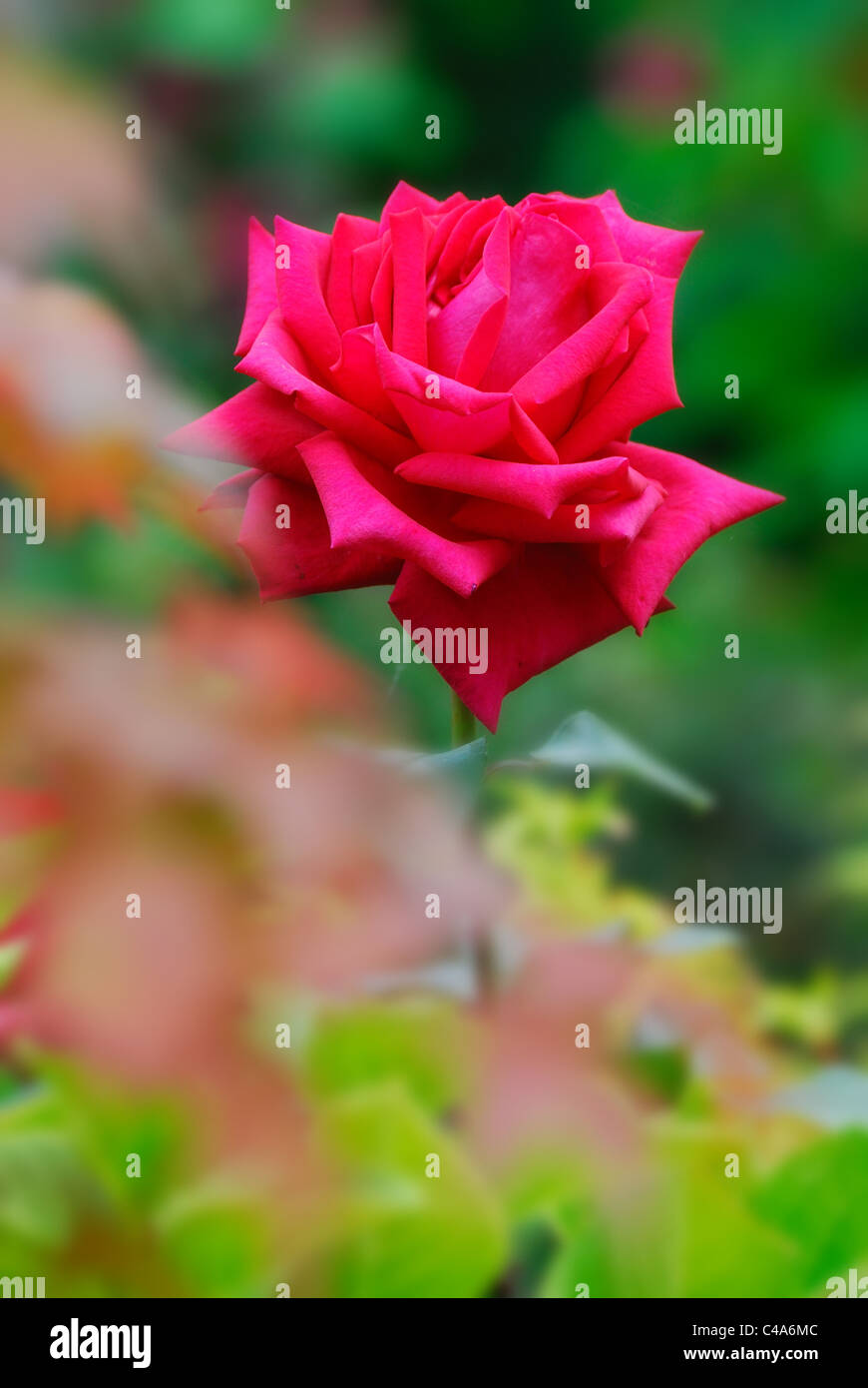 Close up of English red rose against soft background Stock Photo - Alamy