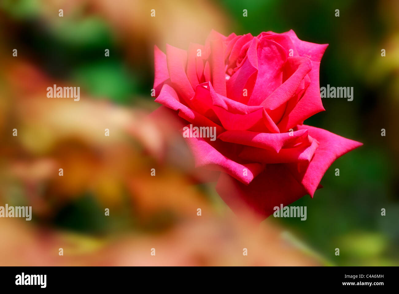 Close up of English red rose against soft background Stock Photo - Alamy