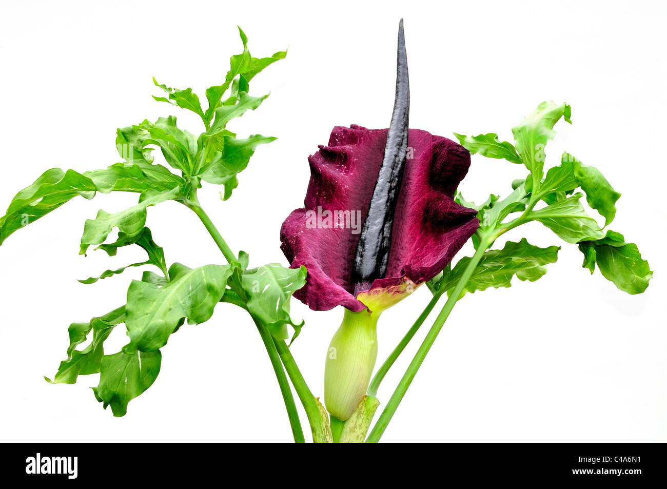 Close up of Voodoo Lily against white background Stock Photo - Alamy
