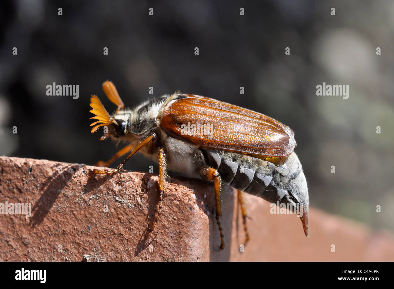 Cockchafer beetle hi-res stock photography and images - Alamy