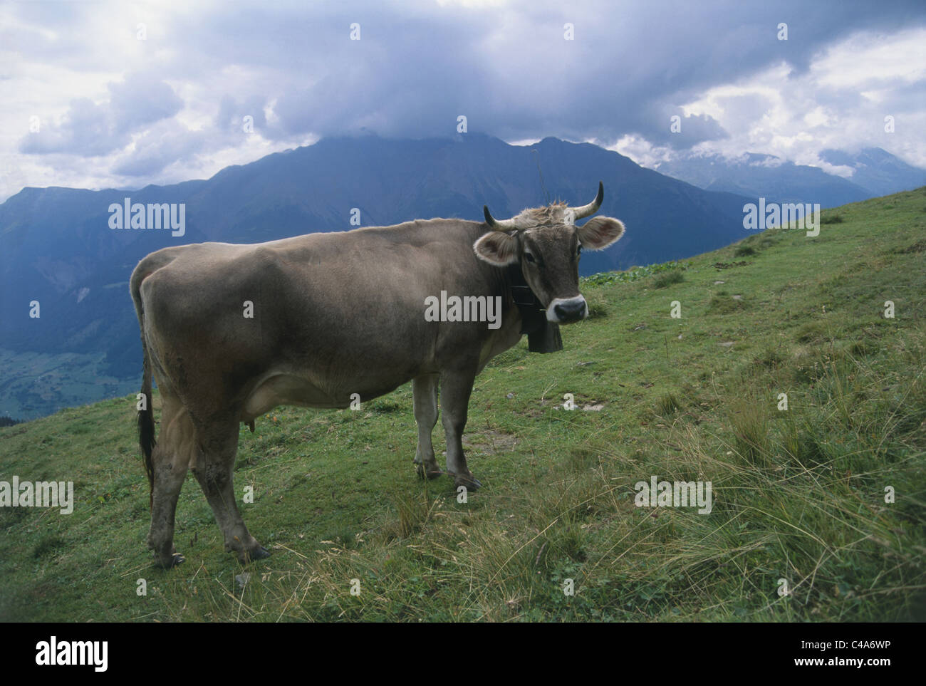 Photograph of a swiss cow on the Alps Stock Photo - Alamy