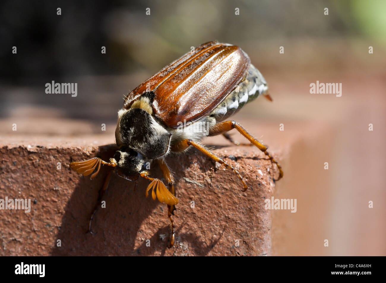 Cockchafer beetle hi-res stock photography and images - Alamy