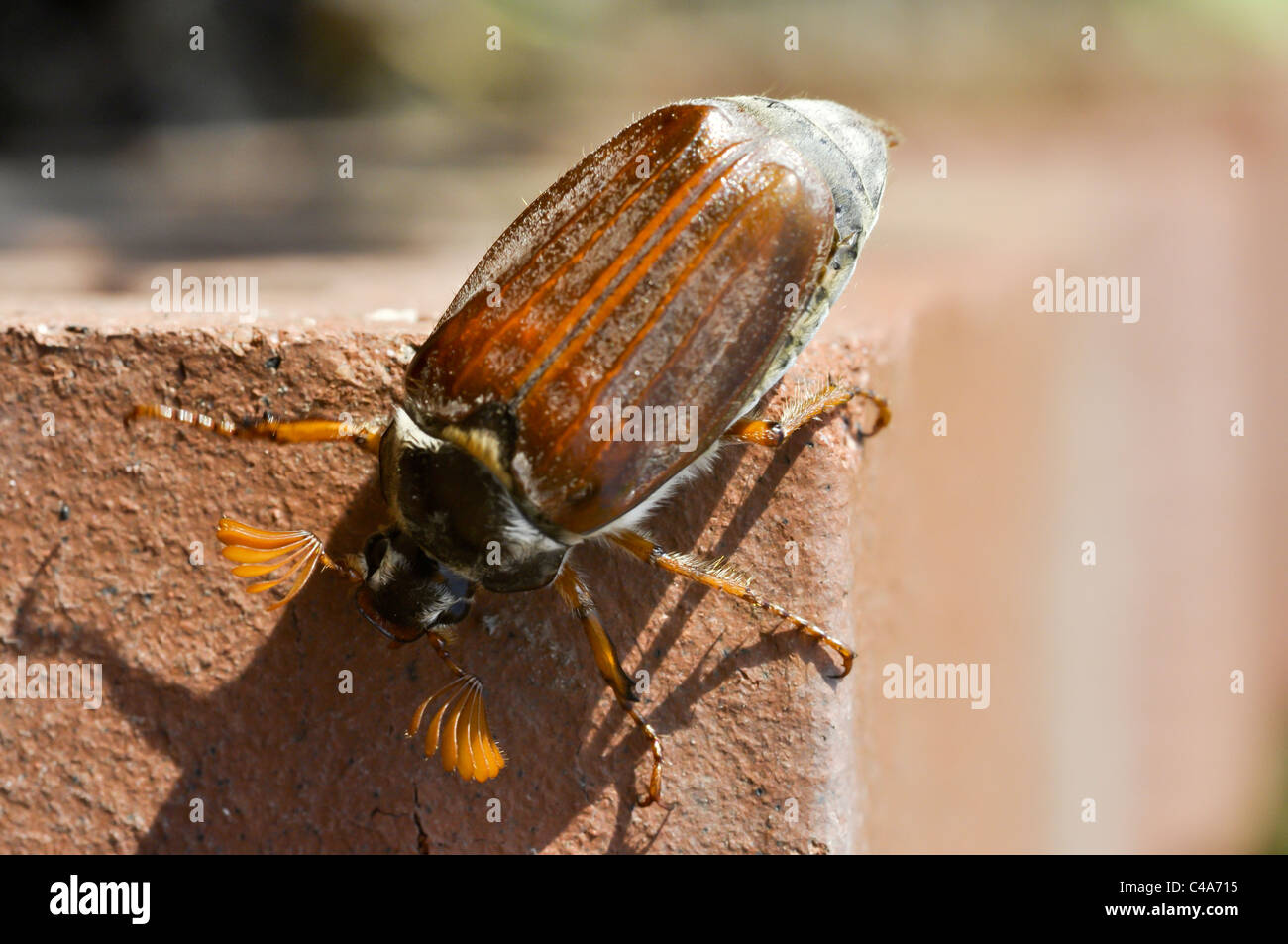 Cockchafer beetle hi-res stock photography and images - Alamy