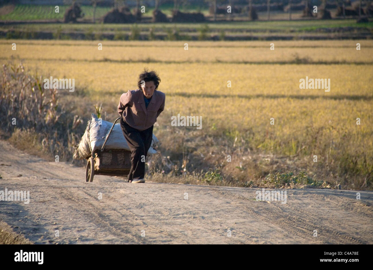 Old woman pulling cart loaded with coal as fossil fuel in the ...