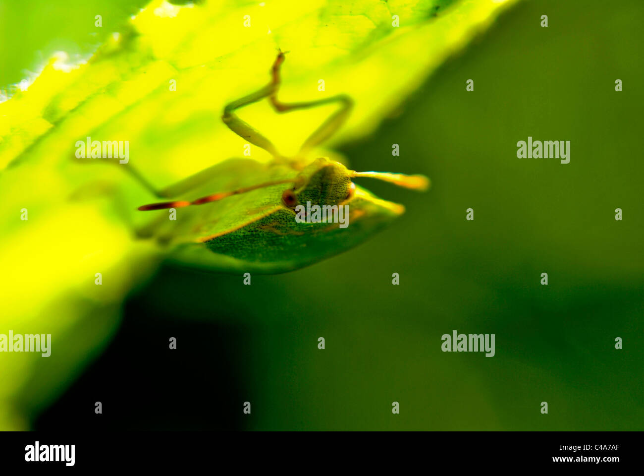 Bug flat hi-res stock photography and images - Alamy