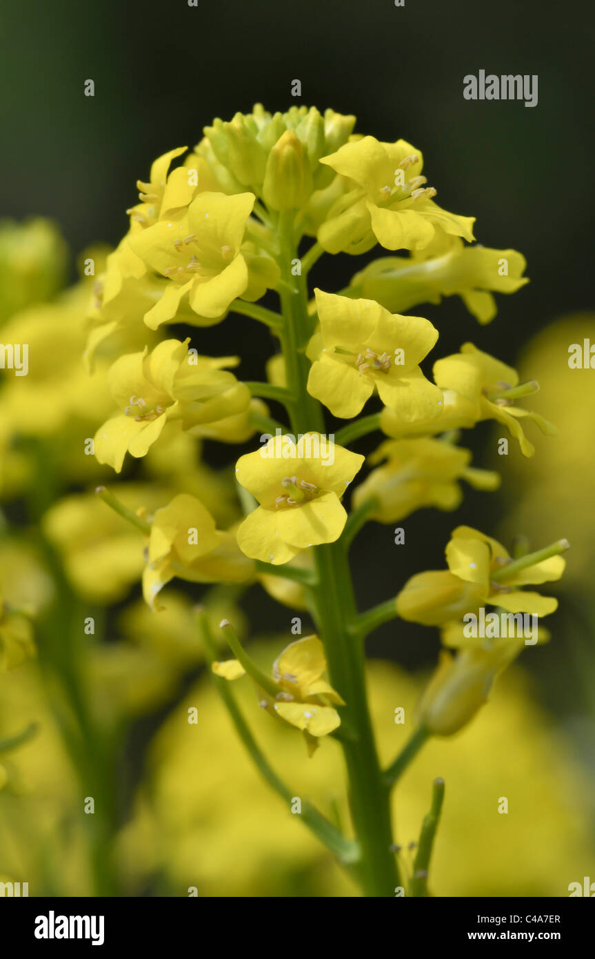 Yellow rocket hi-res stock photography and images - Alamy