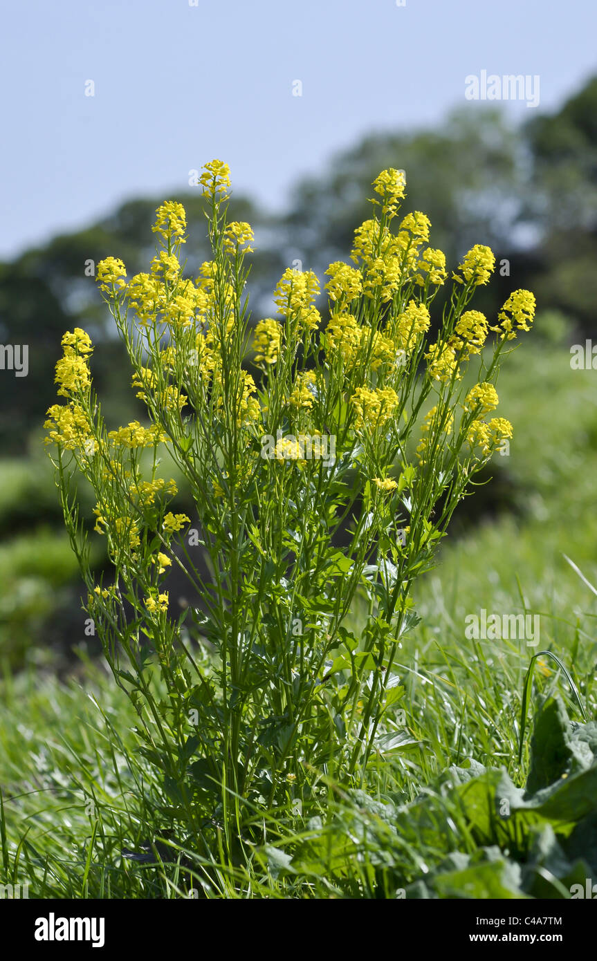 Yellow Rocket or Winter Cress Stock Photo - Alamy