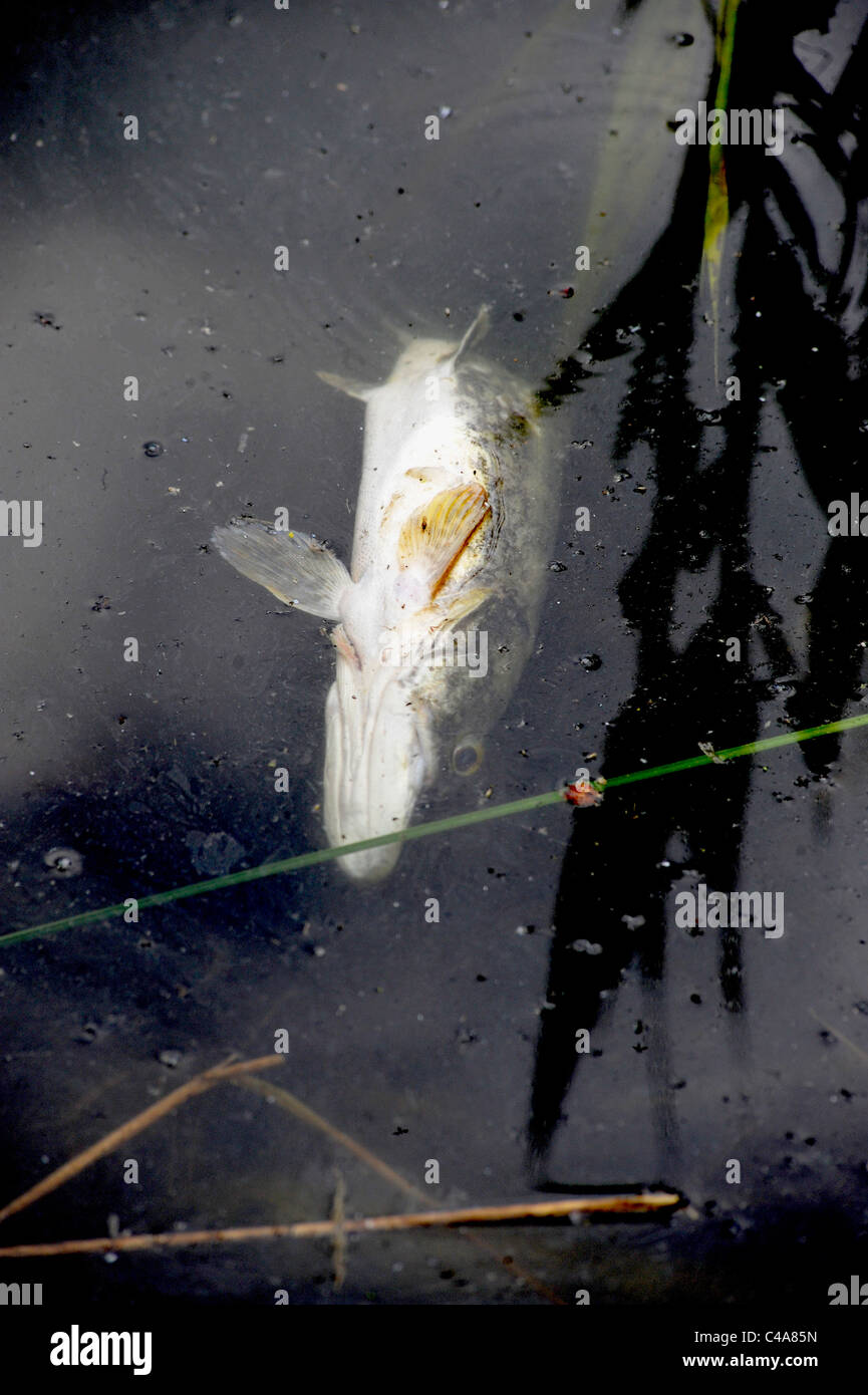 A dead fish at Stanton Park, Swindon, Wiltshire Stock Photo - Alamy