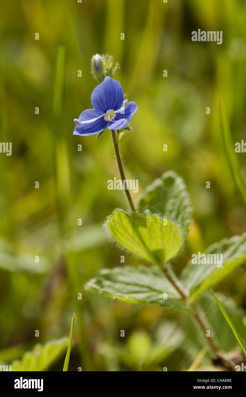 Germander speedwell, hi-res stock photography and images - Alamy