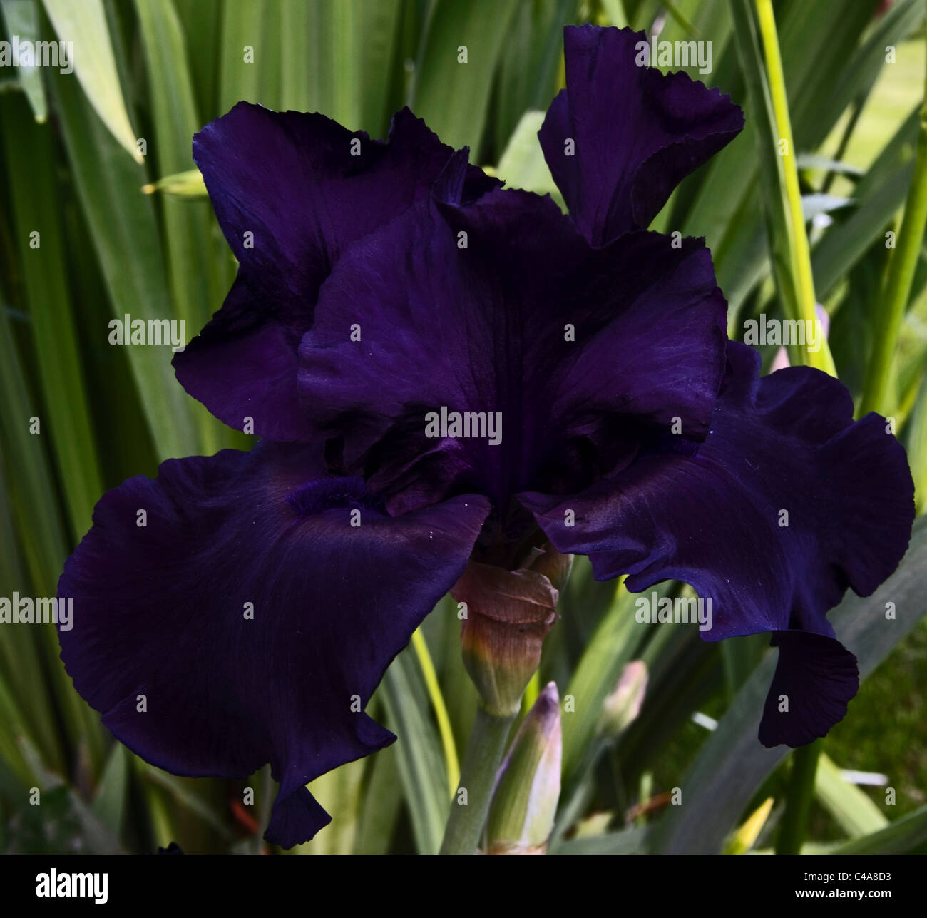 Black iris Stock Photo - Alamy
