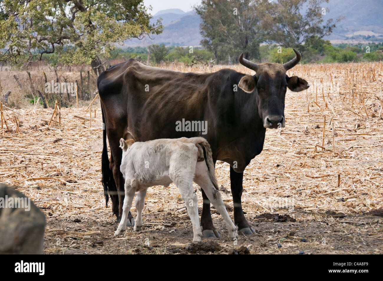 Calf suckling cow hi-res stock photography and images - Alamy