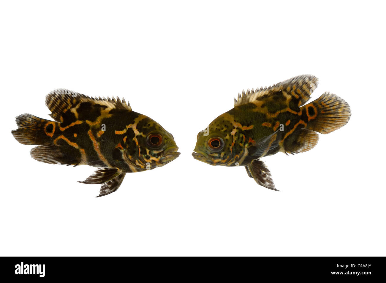 Two fish are looking at eachother. Taken on a clean white background ...