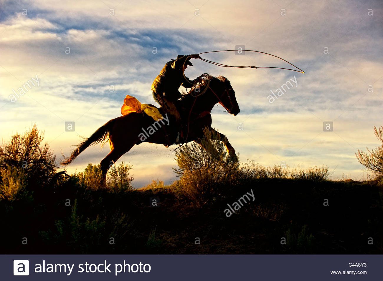 Cowboy Lasso Stock Photos & Cowboy Lasso Stock Images - Alamy