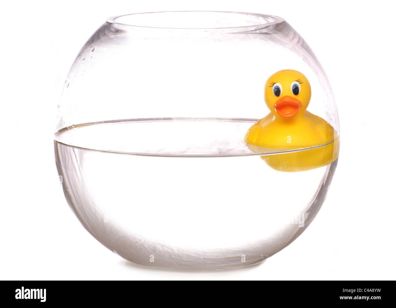 yellow rubber duck in a fish bowl studio cutout Stock Photo - Alamy