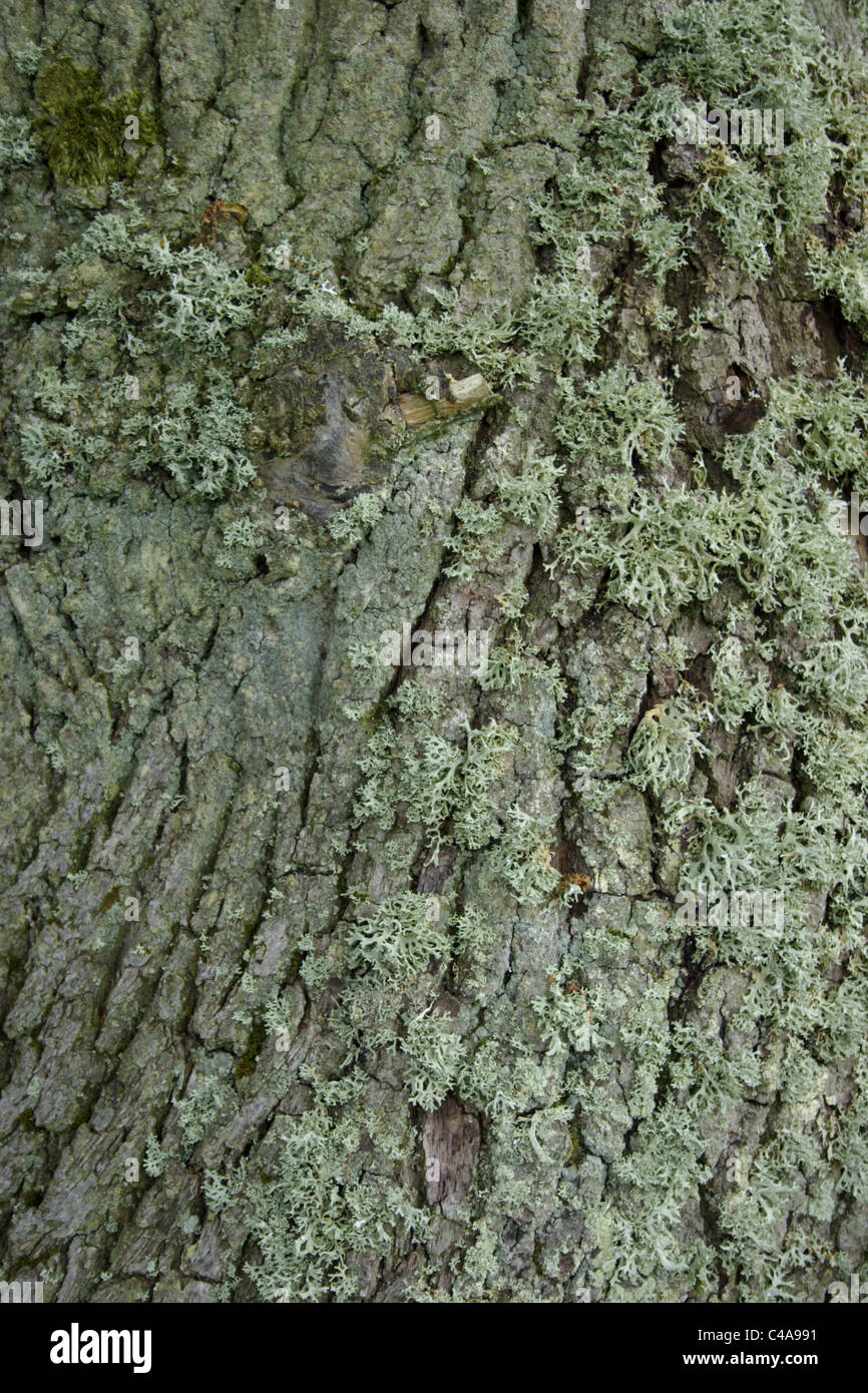 Lichens growing on trunk of Oak tree Stock Photo - Alamy