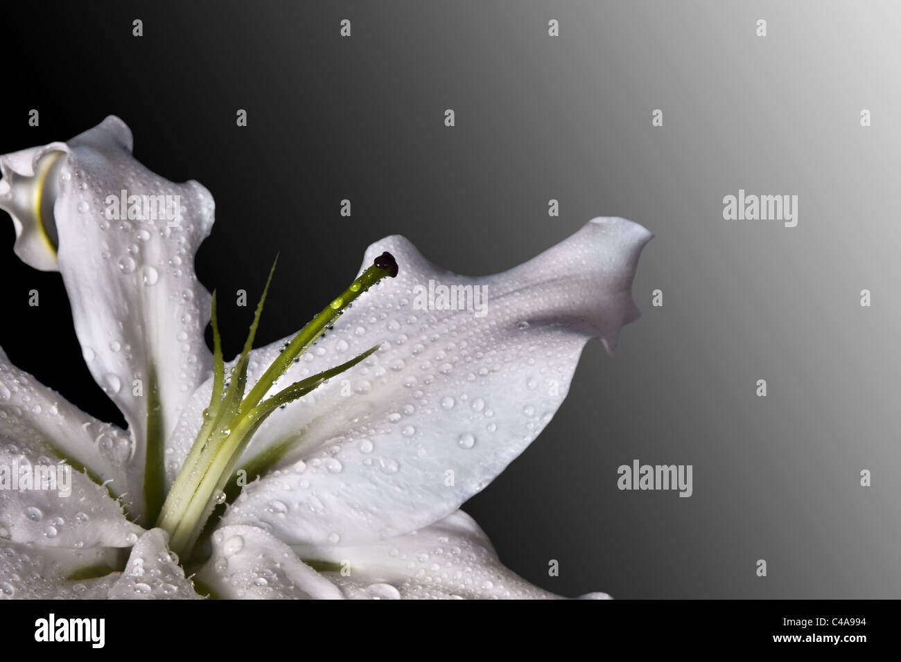 Open white Lily against a black to white gradient background Stock ...