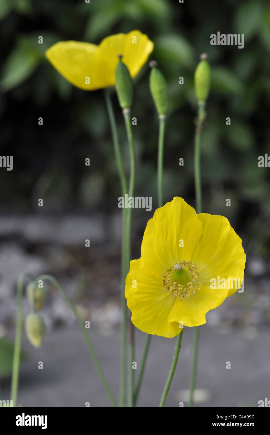 Yellow Welsh poppy Stock Photo - Alamy