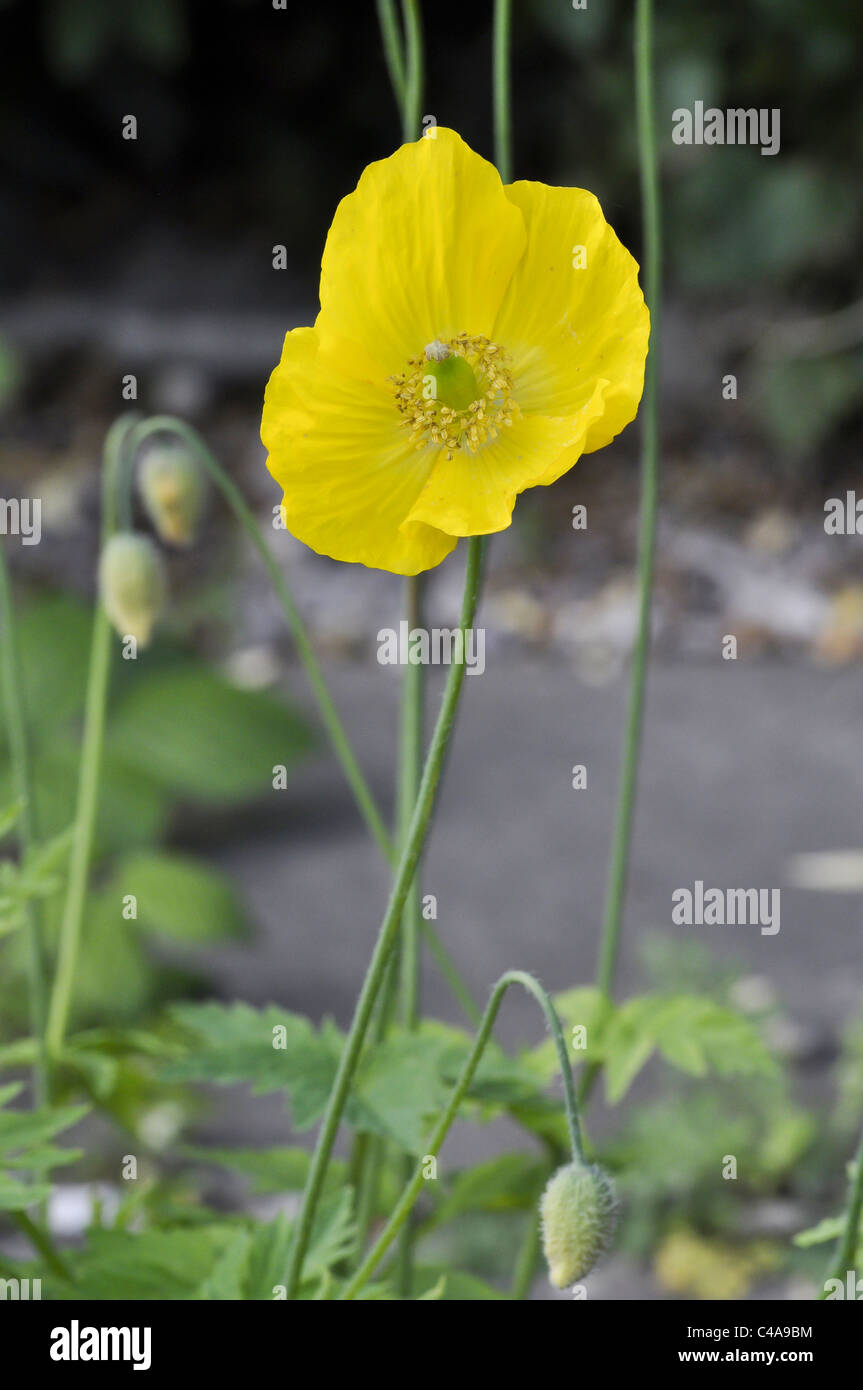 Welsh poppy hi-res stock photography and images - Alamy