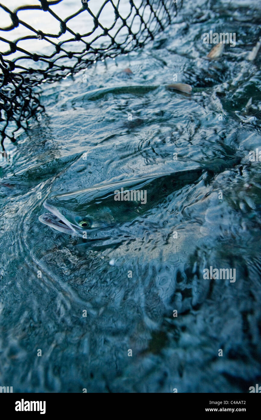 Salmon in net hi-res stock photography and images - Alamy