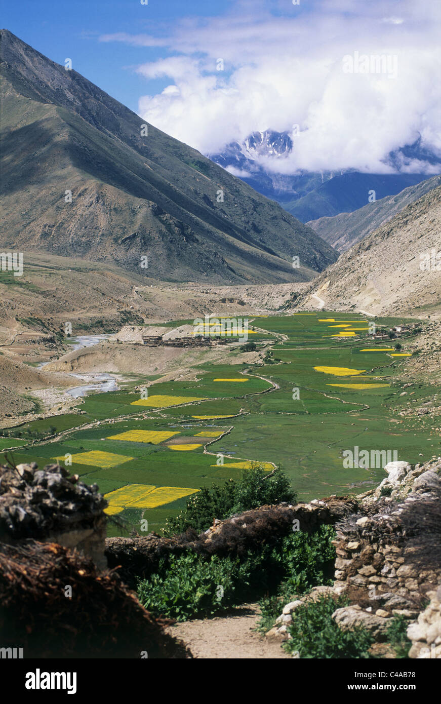 Photograph of the agriculture fields of Tibet Stock Photo - Alamy