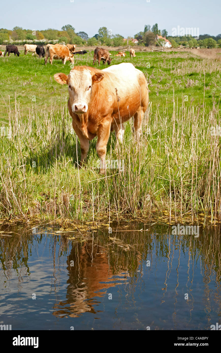 A cow next to a river Stock Photo - Alamy