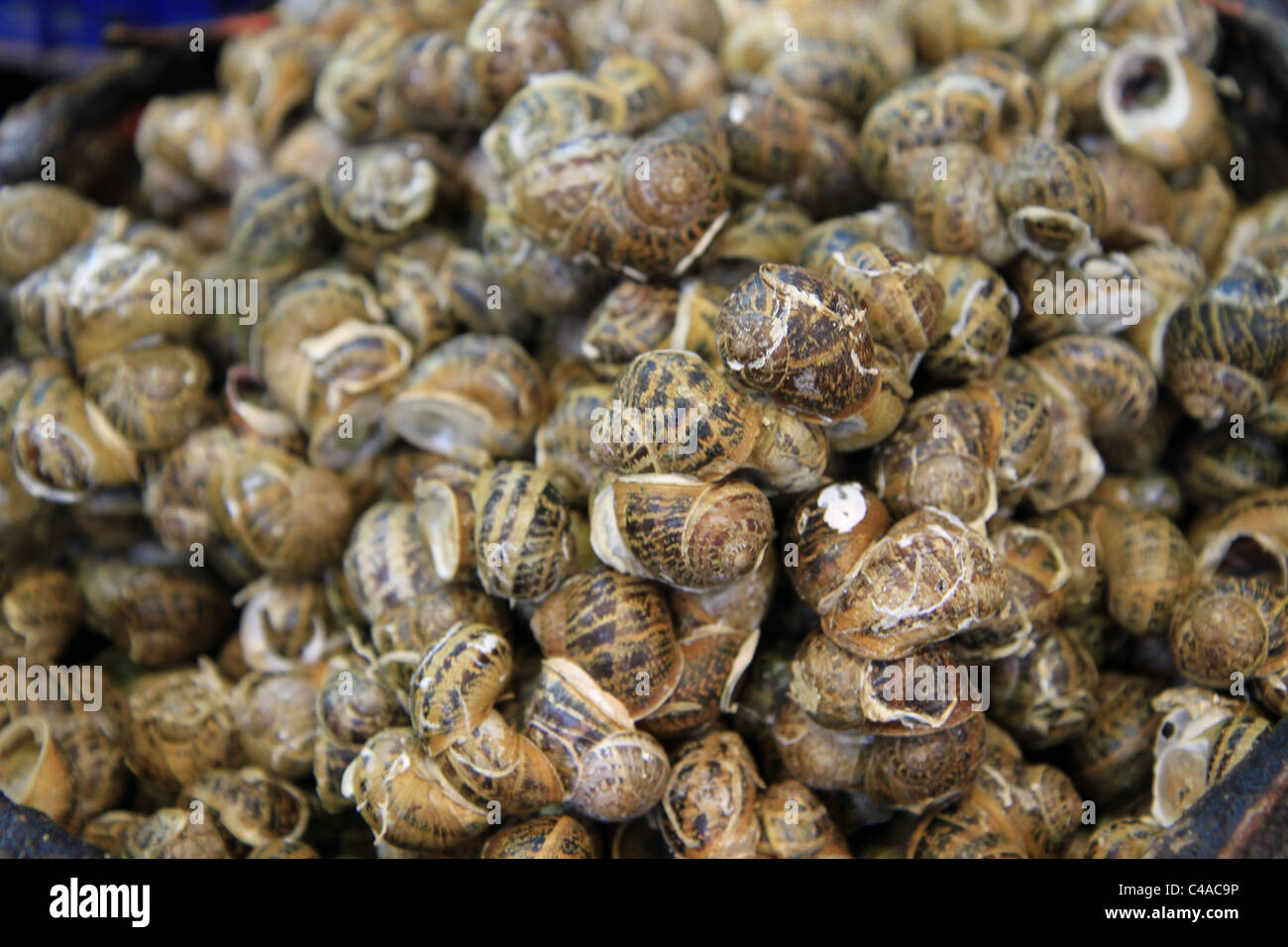 Snales High Resolution Stock Photography and Images - Alamy