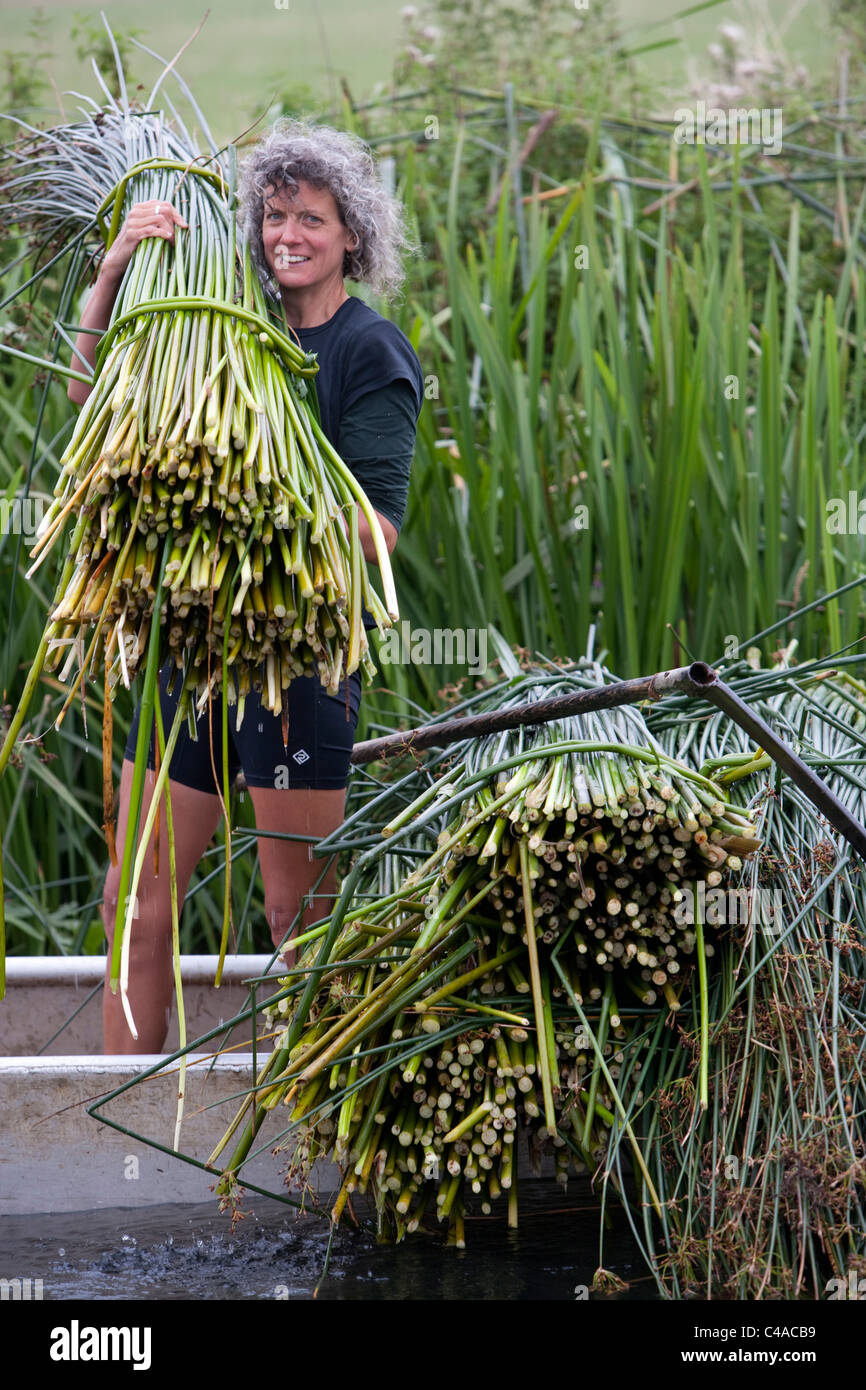 Bull rush rushes bullrush bullrushes hi-res stock photography and ...