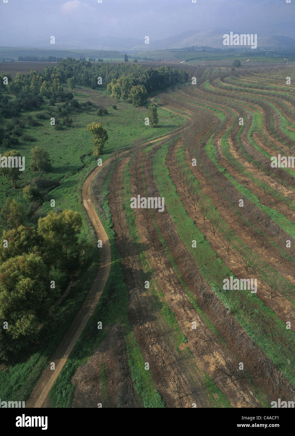 Aerial photograph of the agriculture fields of the Chula Valley Stock ...