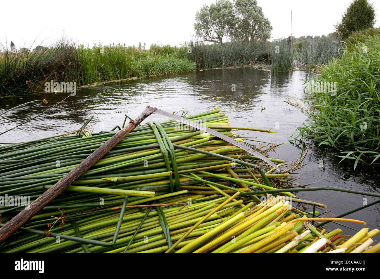 Rushes hi-res stock photography and images - Alamy