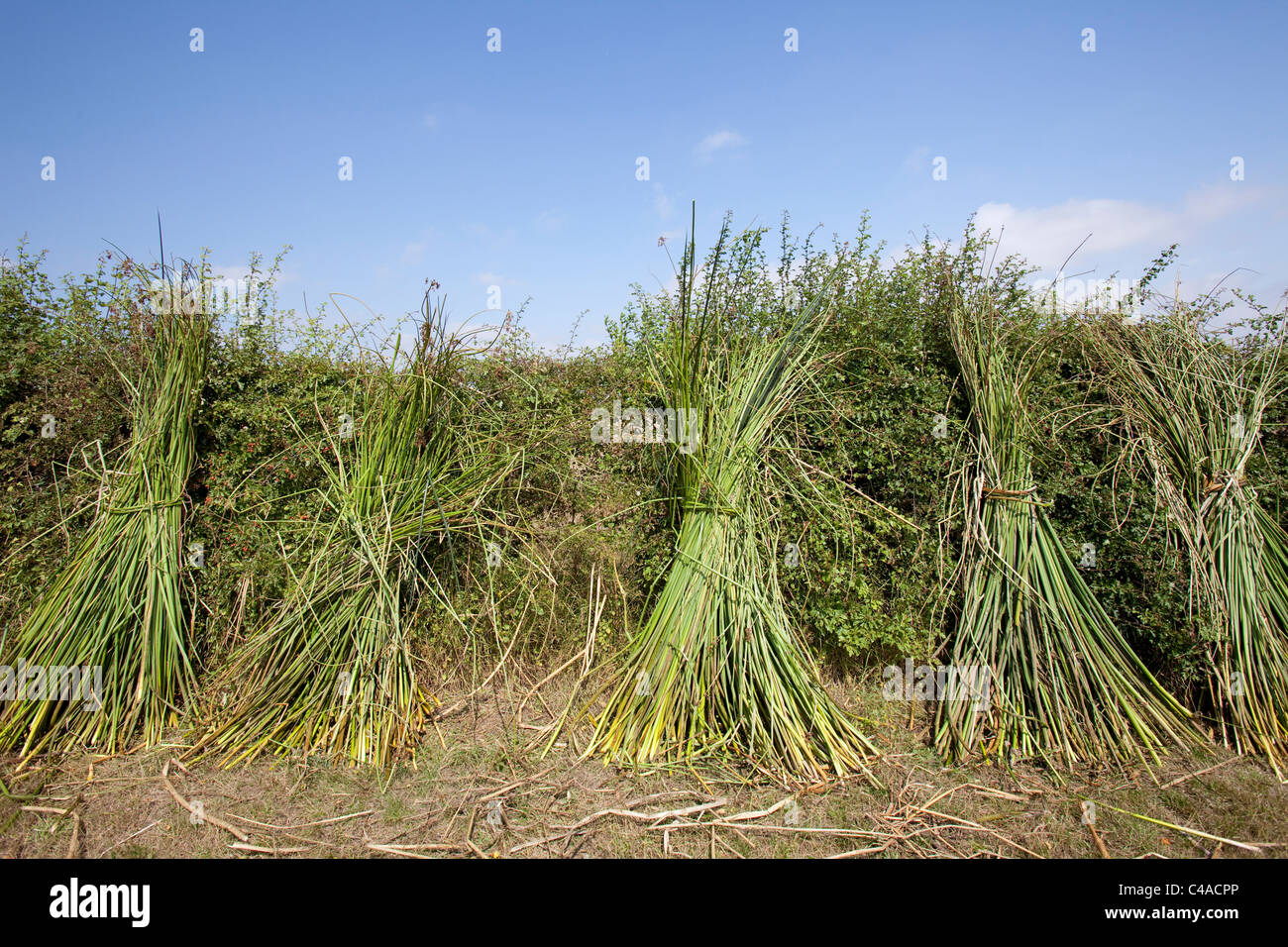 Bullrushes drying ready to be used for weaving Stock Photo - Alamy