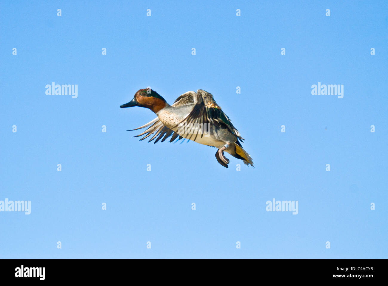 Teal in flight hi-res stock photography and images - Alamy